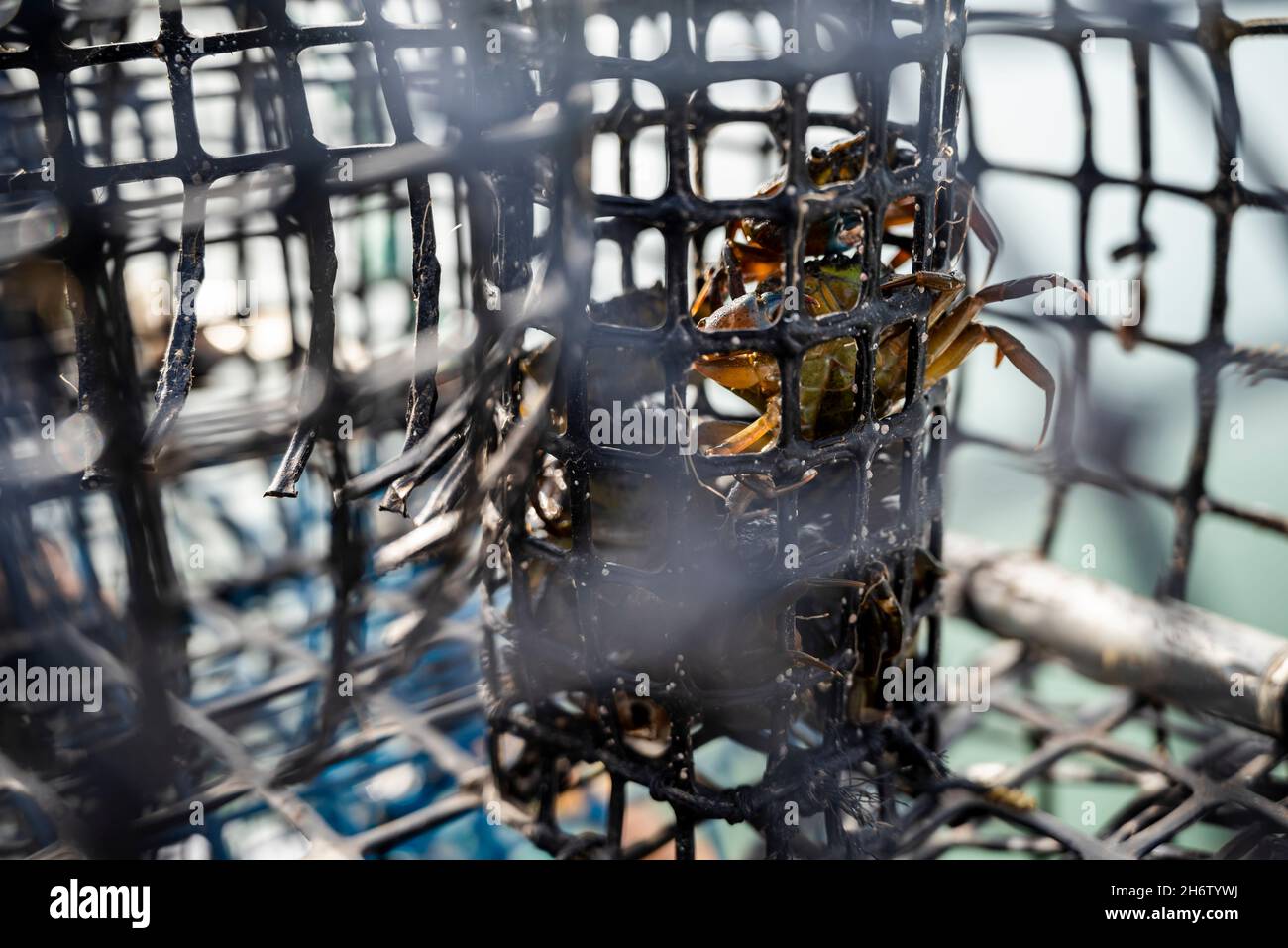 Small crabs used as bait in octopus traps in Alvor, Algarve, Portugal ...