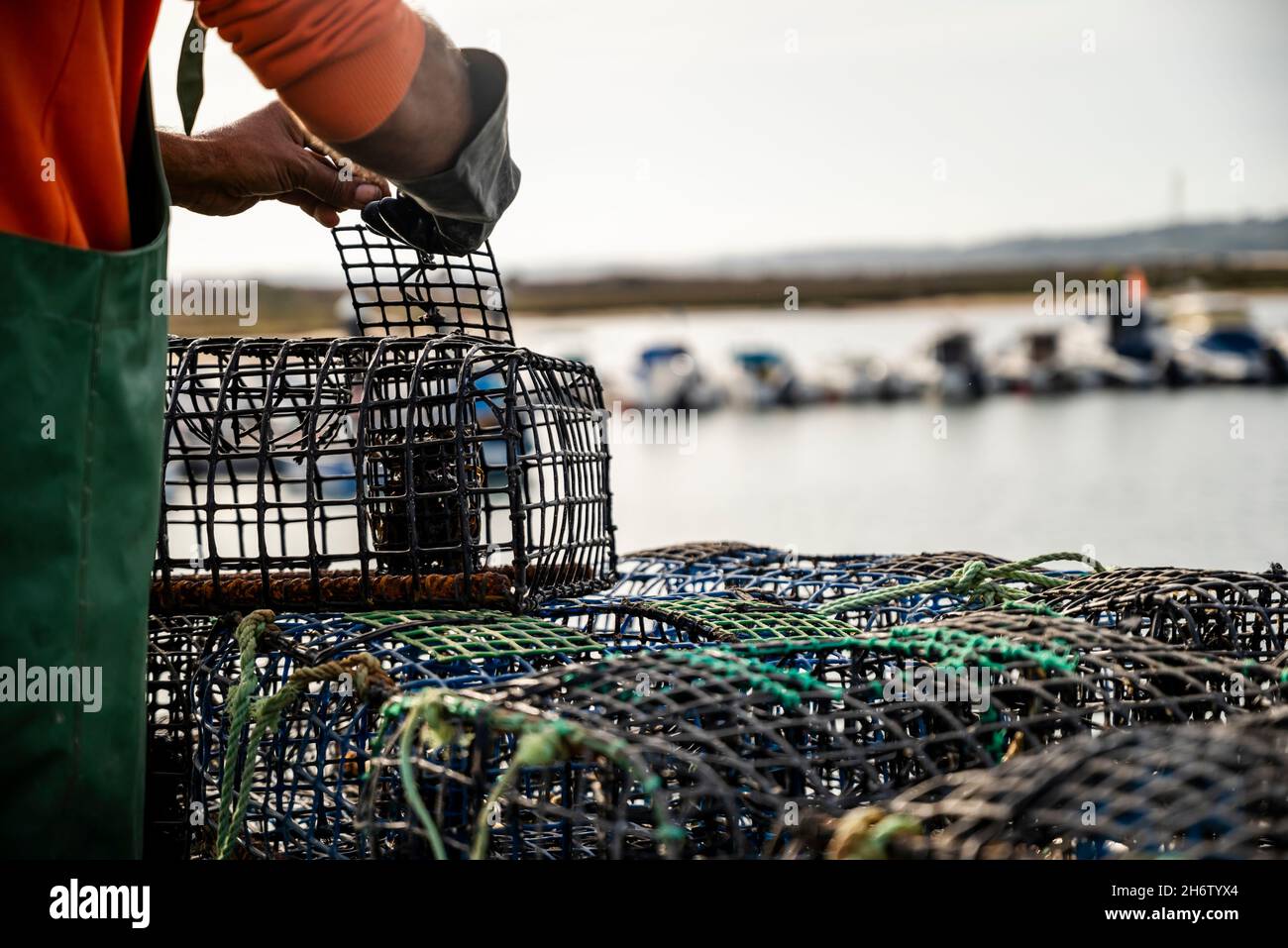 Fisherman puts crab inside octopus traps in Alvor, Algarve, Portugal ...