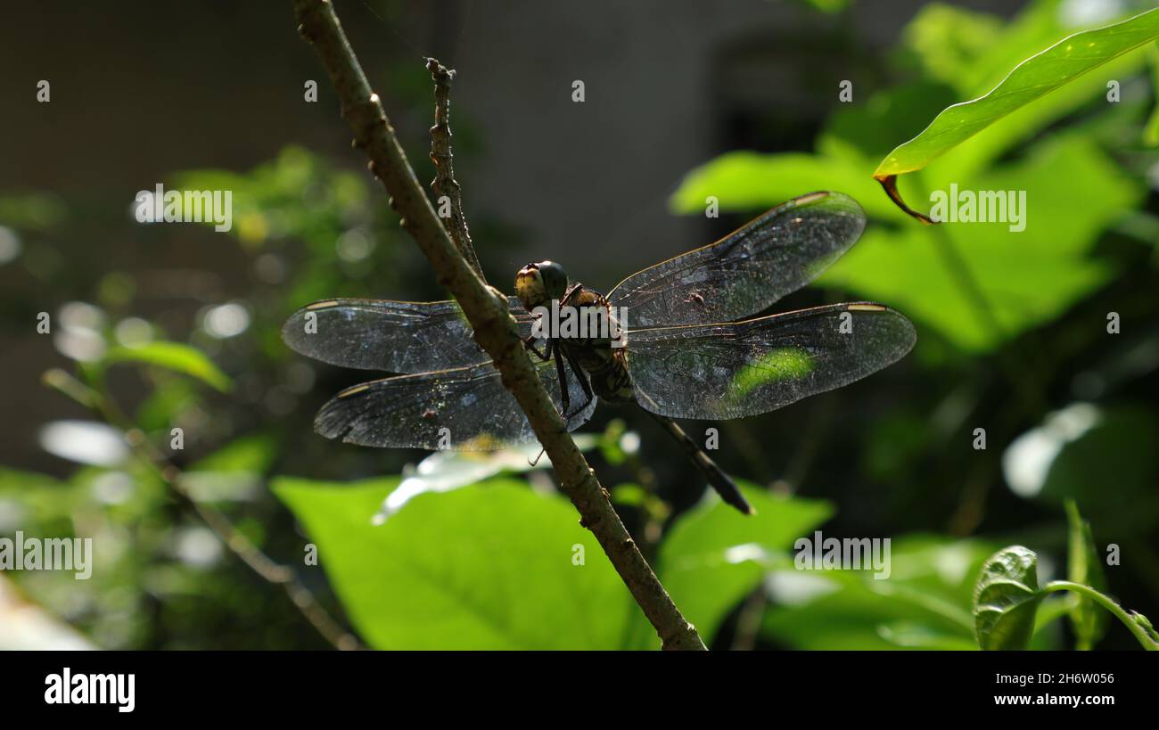 Underneath view of a green color dragonfly on top of a stem in sunlight ...