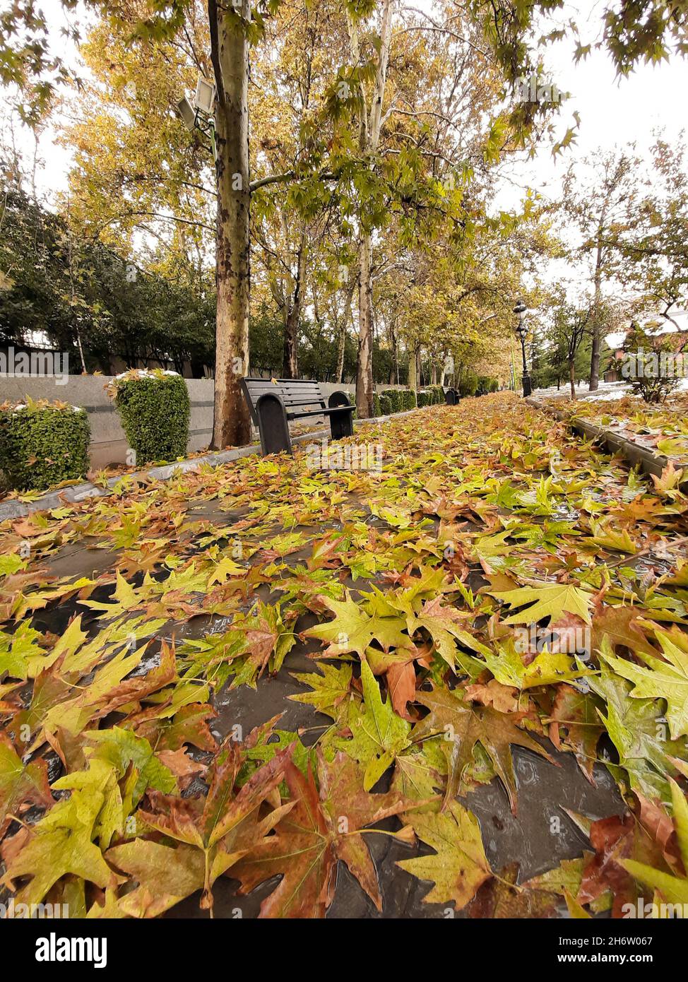 Vertical shot of the fall in Mellat Park in Tehran, Iran Stock Photo ...