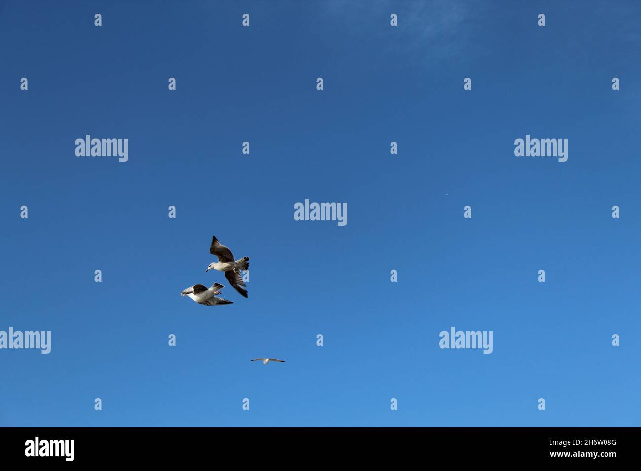 Two seagulls flying in the sky over the sea Stock Photo - Alamy