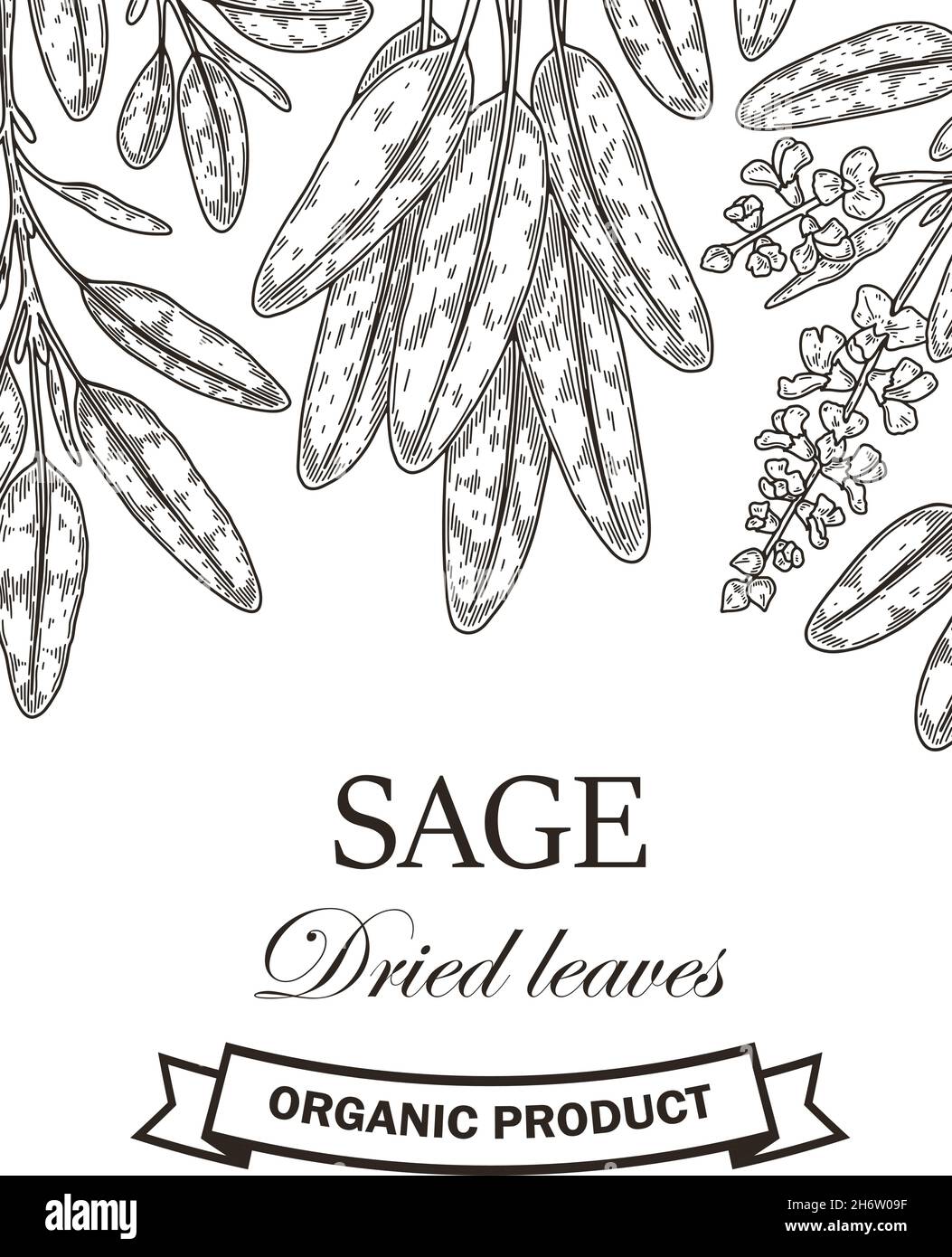 Hand drawn sage design. Vector illustration in sketch style Stock ...