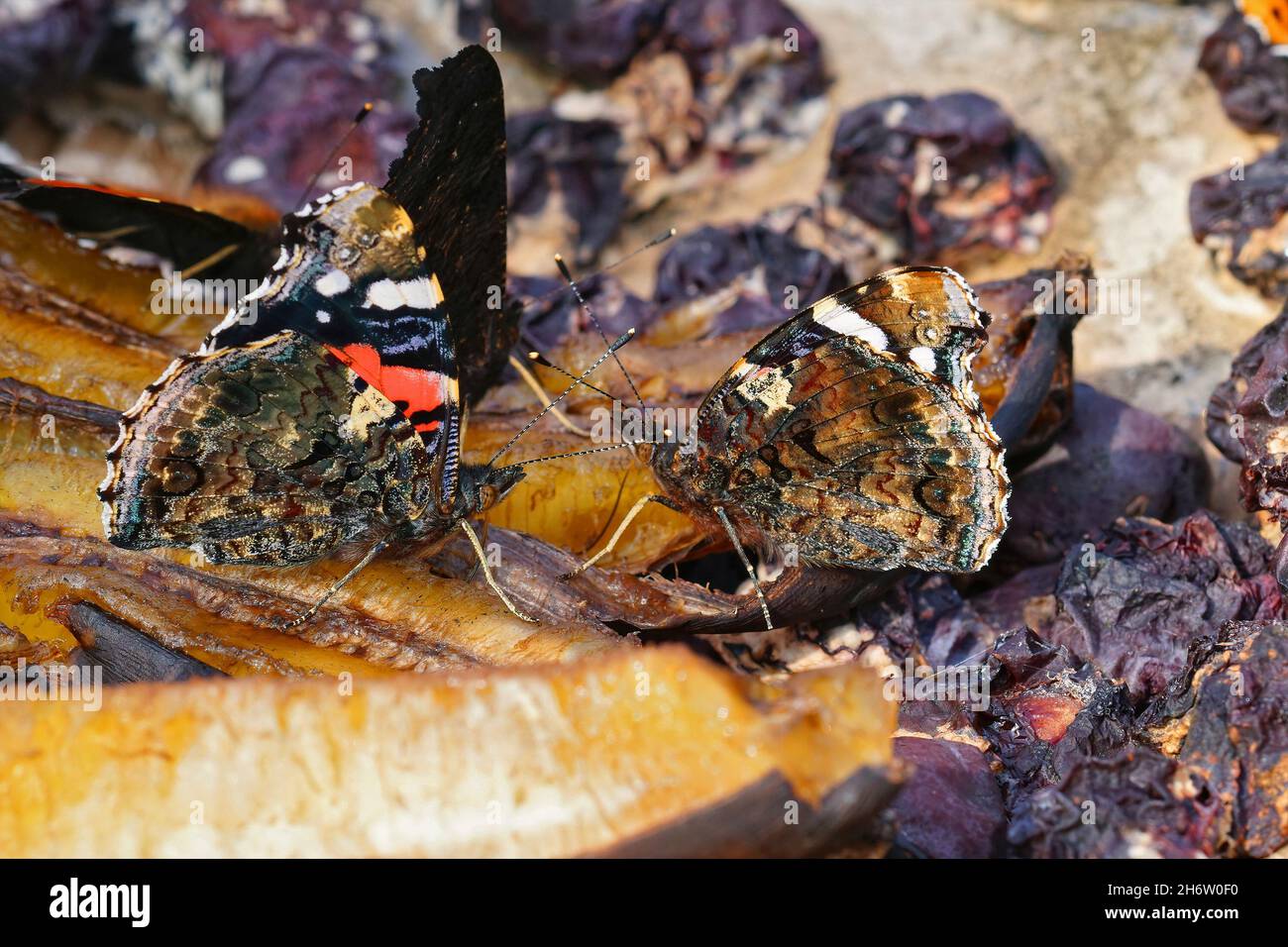 Insect with three wings hi-res stock photography and images - Alamy