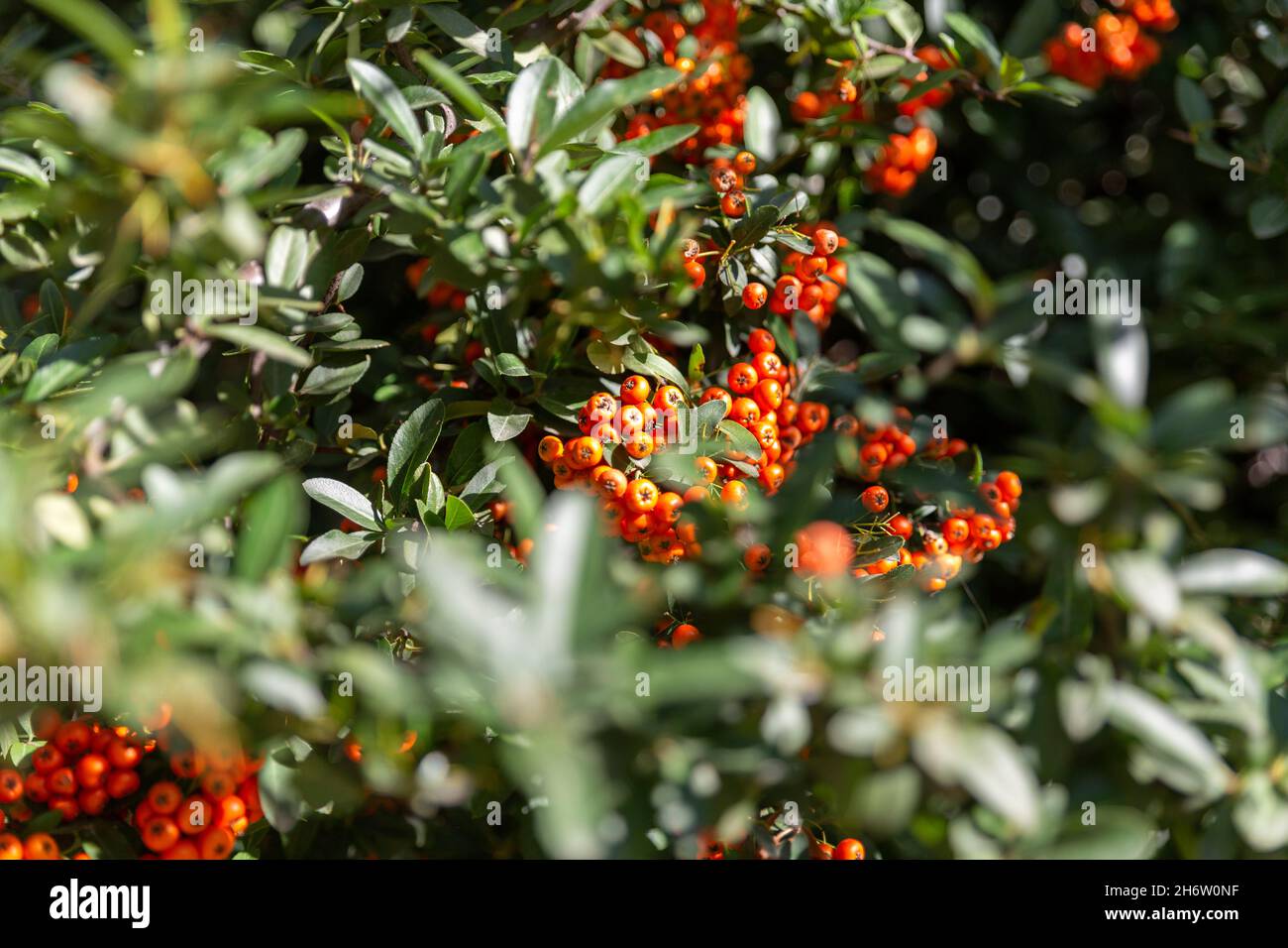 nature landscape with green leaves an small orange fruits Stock Photo ...