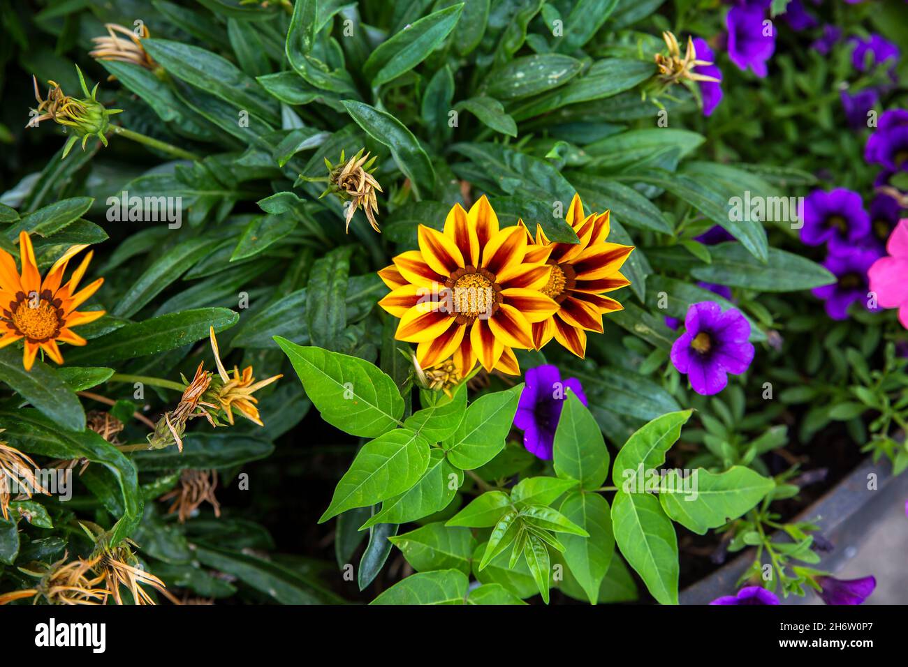 garden with yellow Gazania rigens o Gazania splendens on green leaves ...