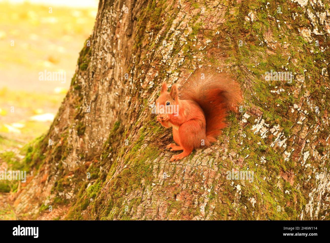 wildlife in the park Stock Photo - Alamy
