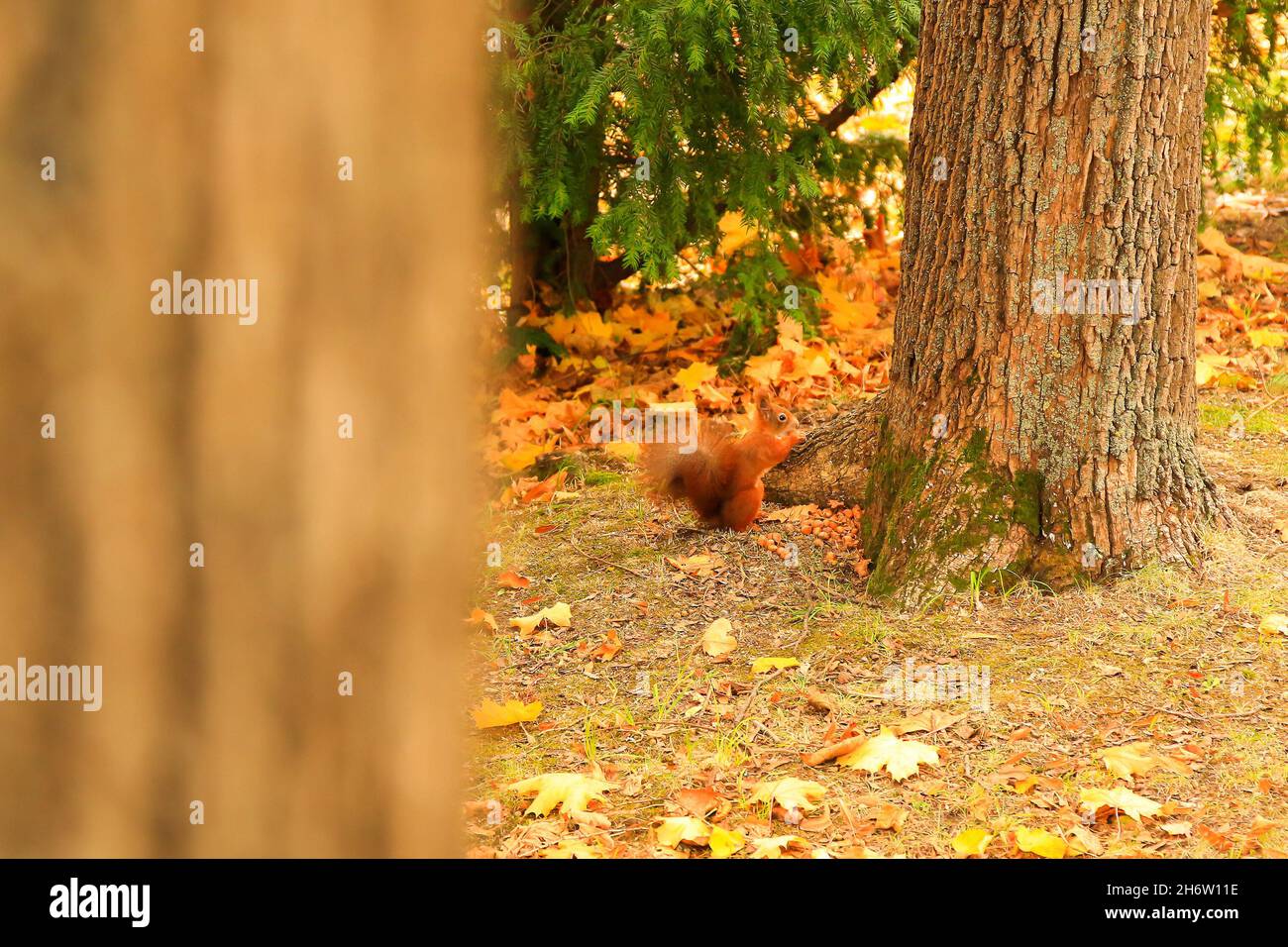 wildlife in the park Stock Photo - Alamy