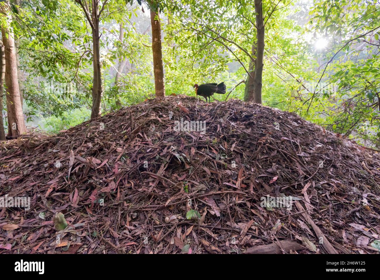 Megapode nest hi-res stock photography and images - Alamy