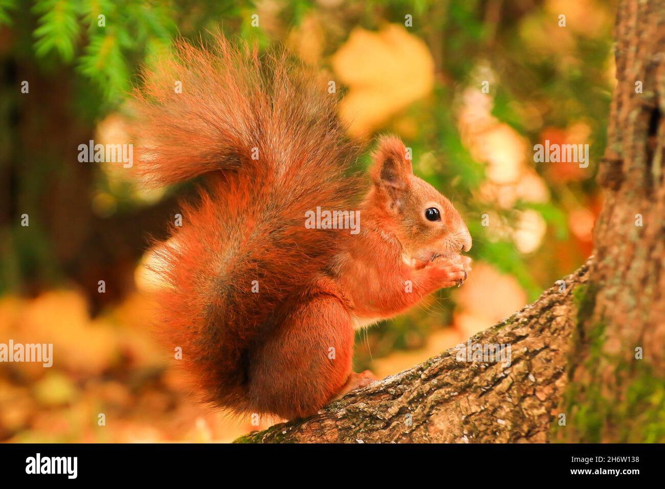 wildlife in the park Stock Photo - Alamy