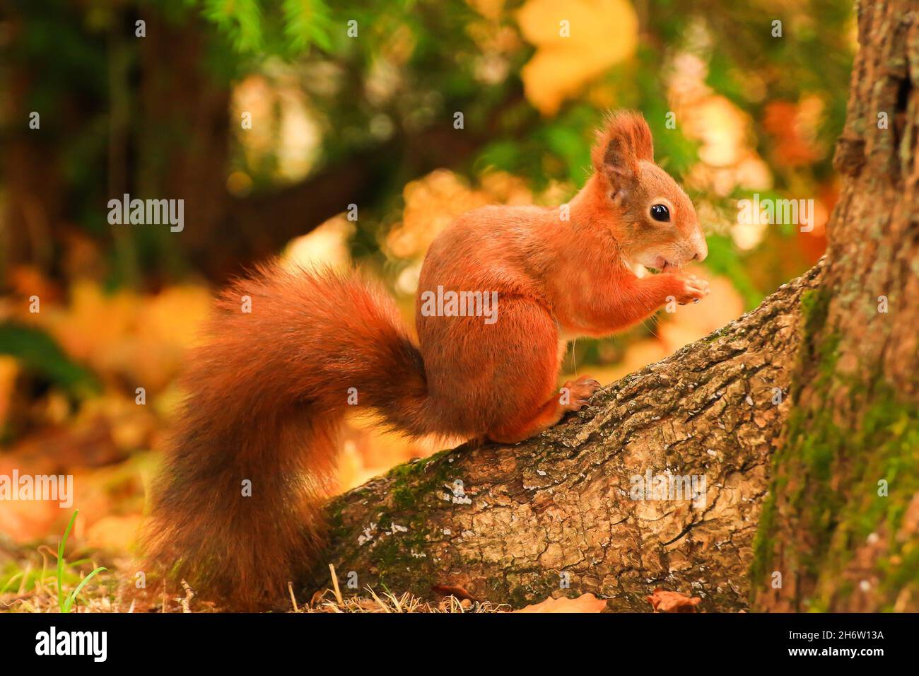 Eurasian red squirrel climbing on the tree Stock Photo - Alamy