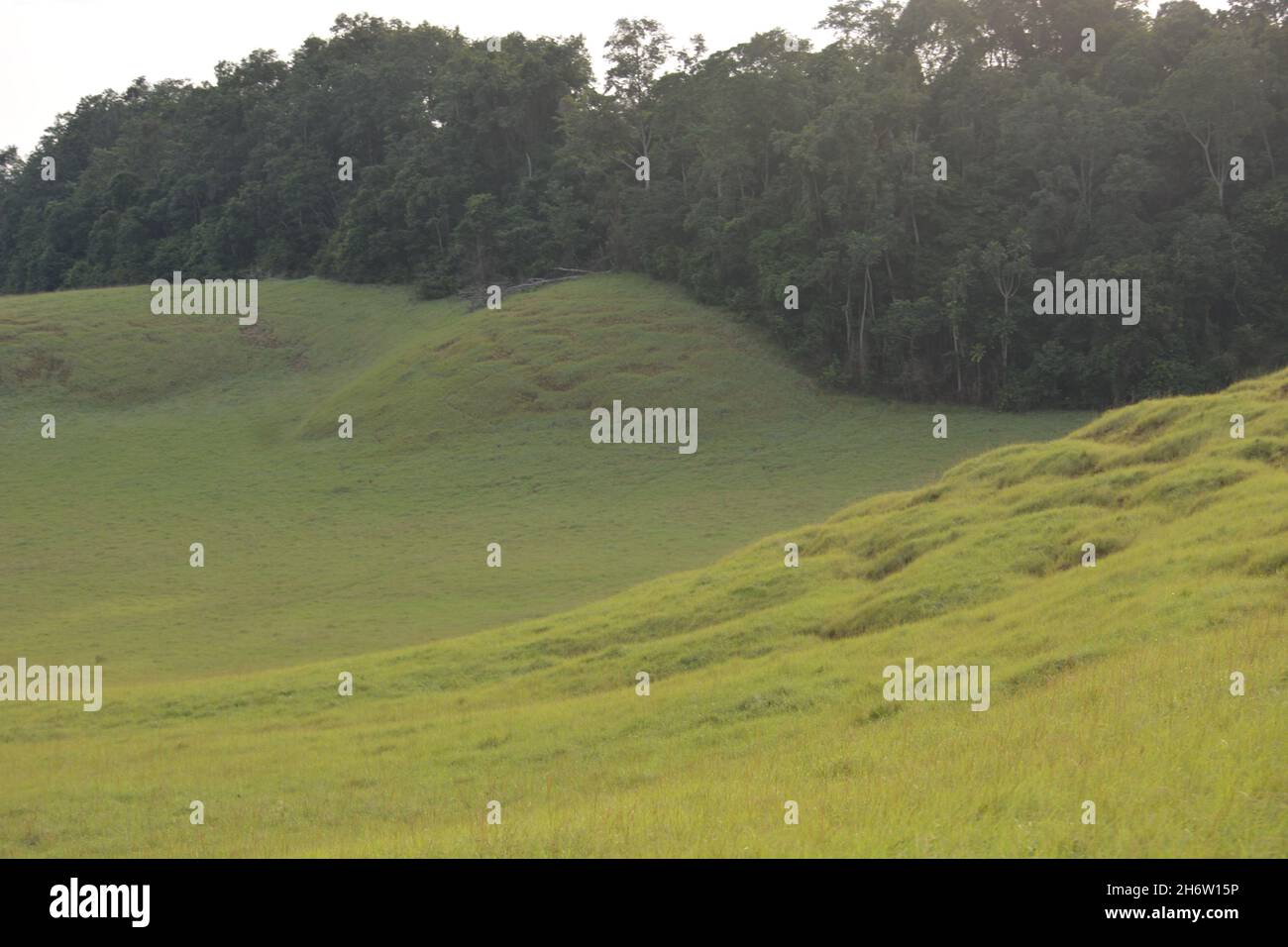 Savannah, Pongara National Park Gabon, Central Africa Stock Photo - Alamy