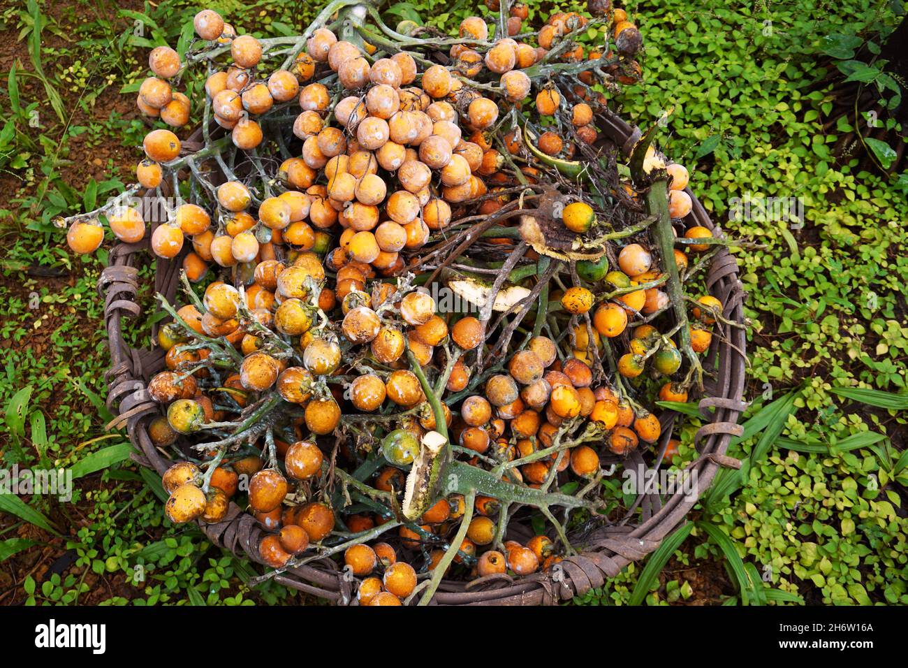Betel nut is the seed of the fruit of the areca palm. It is also known ...