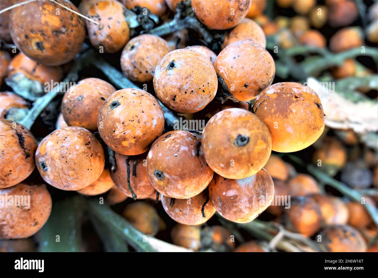 Betel nut is the seed of the fruit of the areca palm. It is also known ...