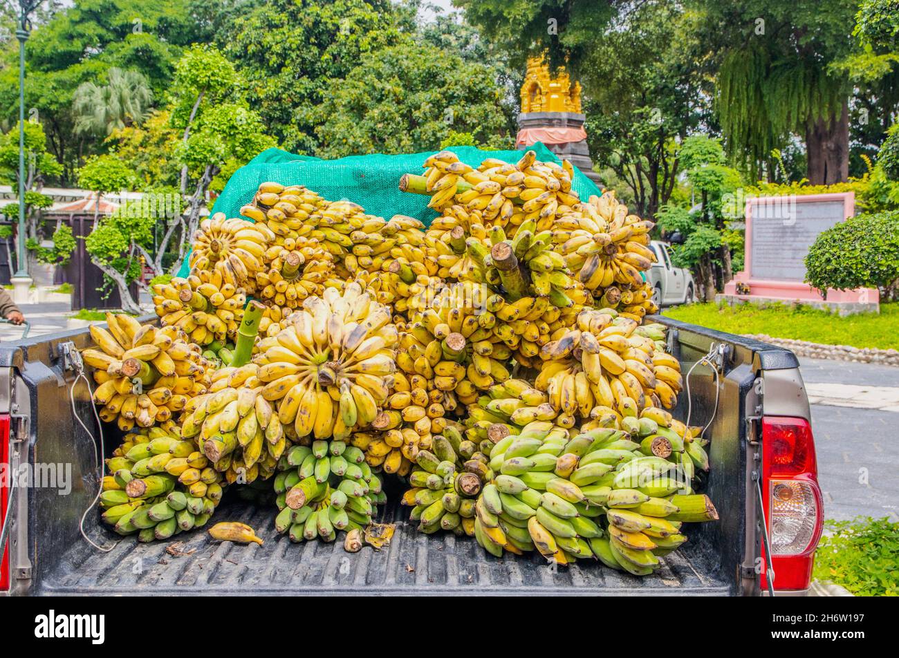 Asian Banana delivery on the loading platform of a pick up utility ...