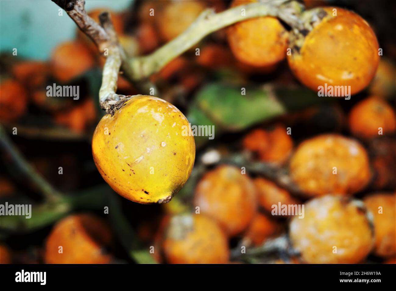 Betel nut is the seed of the fruit of the areca palm. It is also known ...