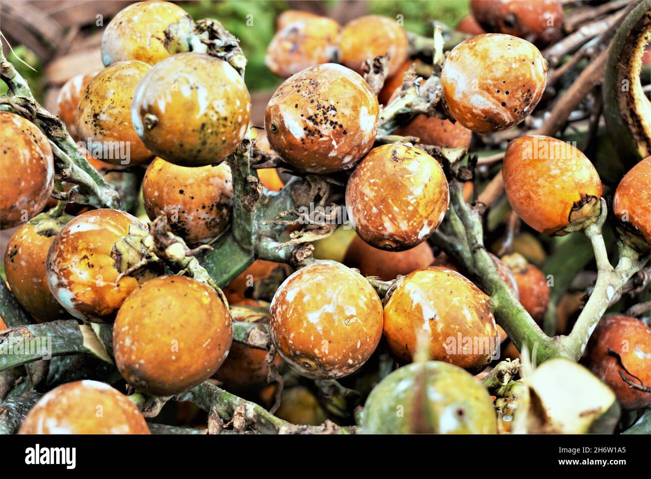 Betel nut is the seed of the fruit of the areca palm. It is also known ...