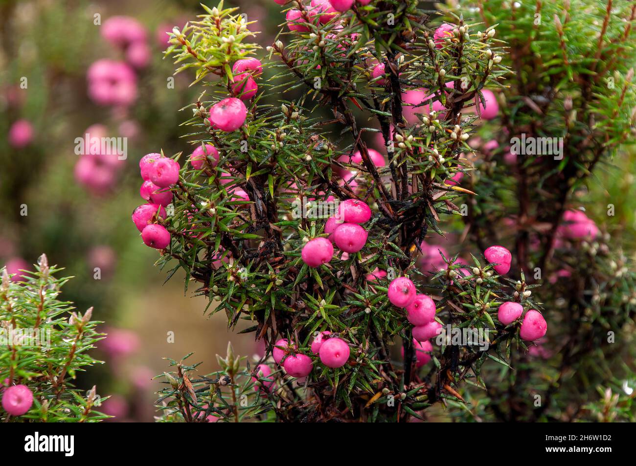 Lake St Clair Australia, bright pink berry of a leptecophylla ...