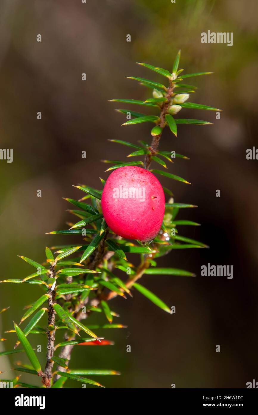 Lake St Clair Australia, close up of bright pink berry of a ...