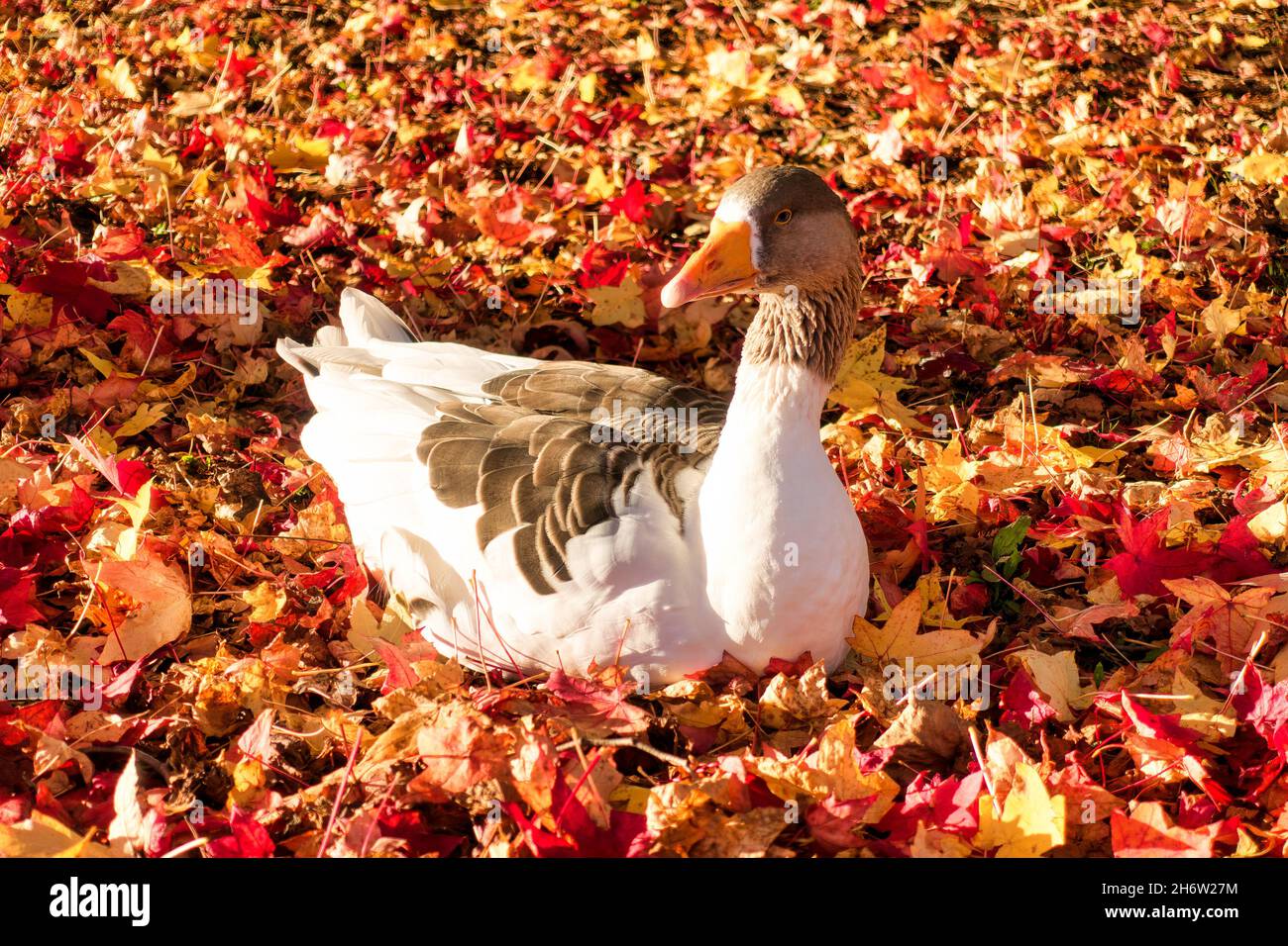 Closeup of a Greylag goose laying in the sunshine on a bed of colourful ...