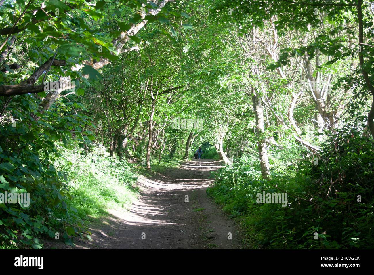 Pathway trees hi-res stock photography and images - Alamy