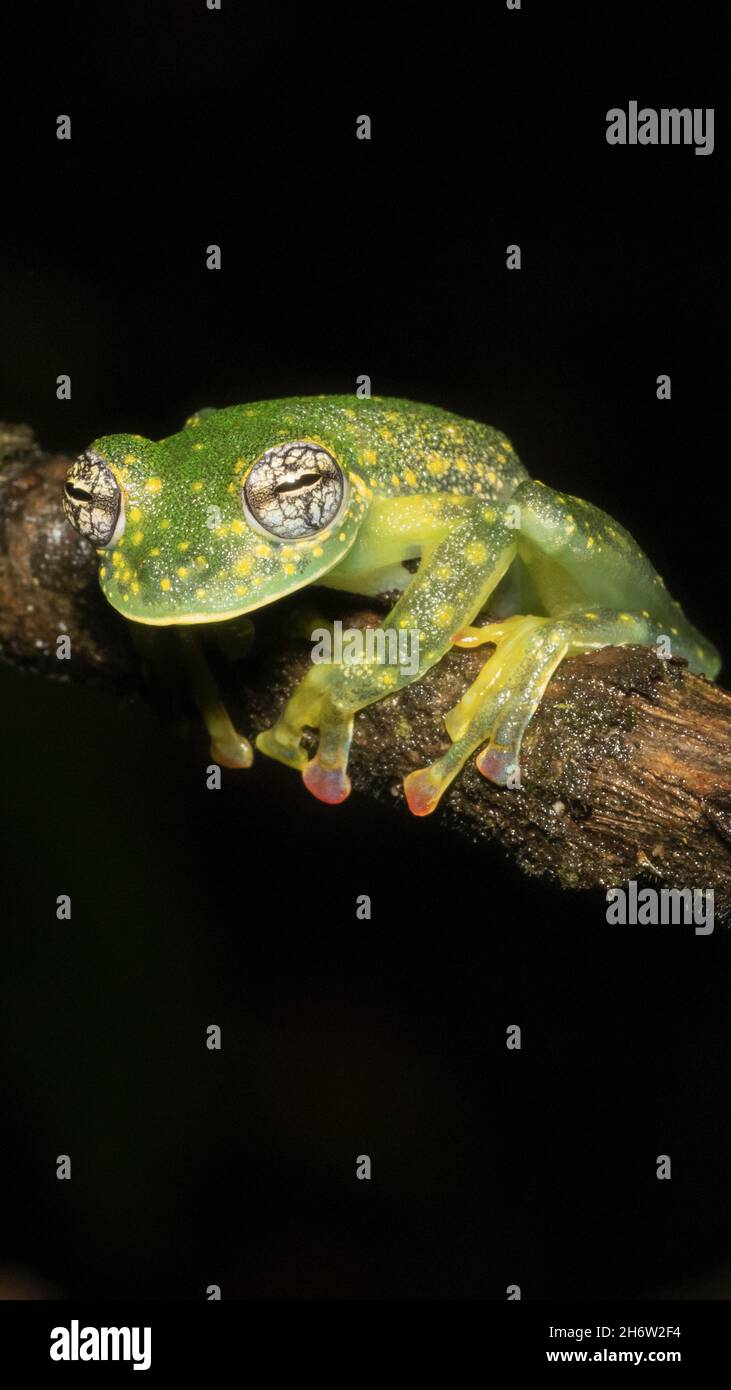 Cochranella euknemos hi-res stock photography and images - Alamy