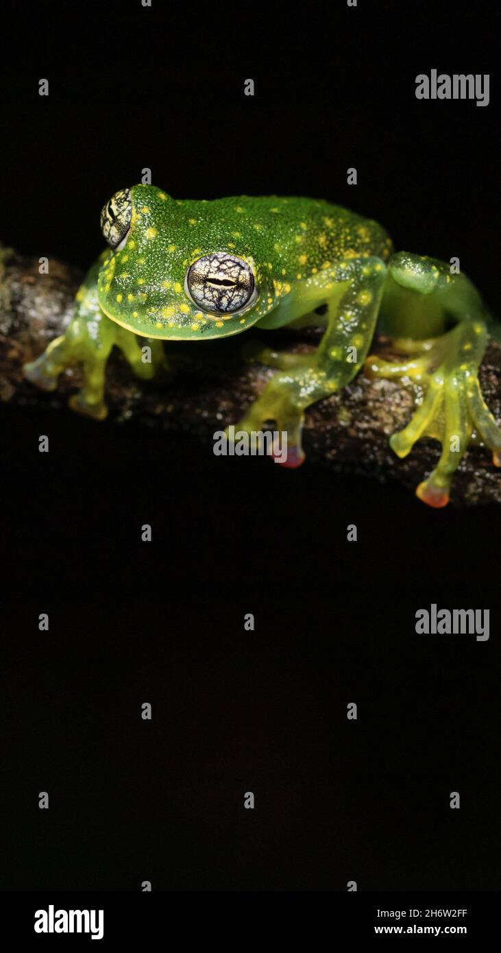 Cochranella euknemos hi-res stock photography and images - Alamy