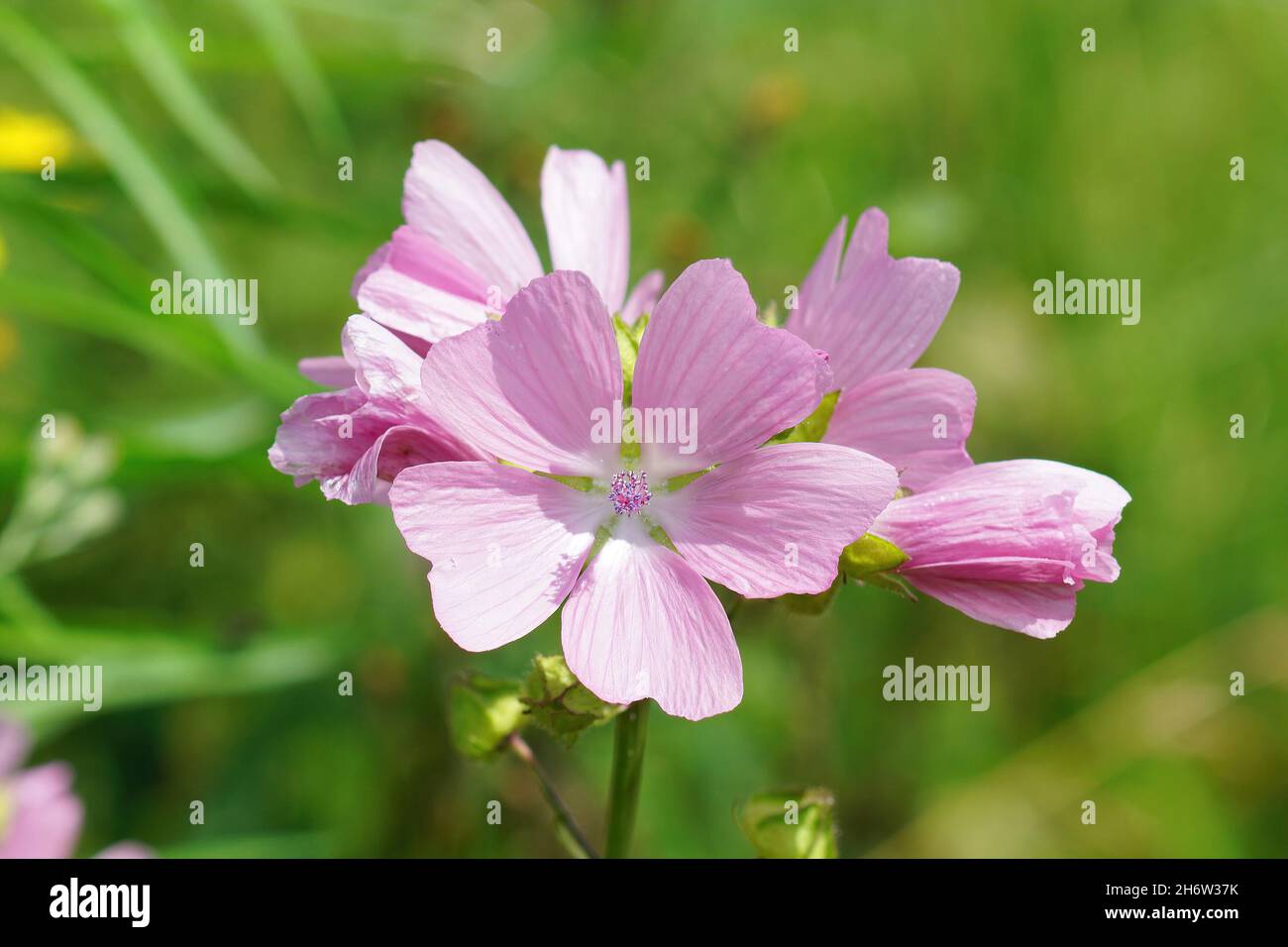 Closeup on the pink flower of a musk mallow wildflower, Malva moschata ...