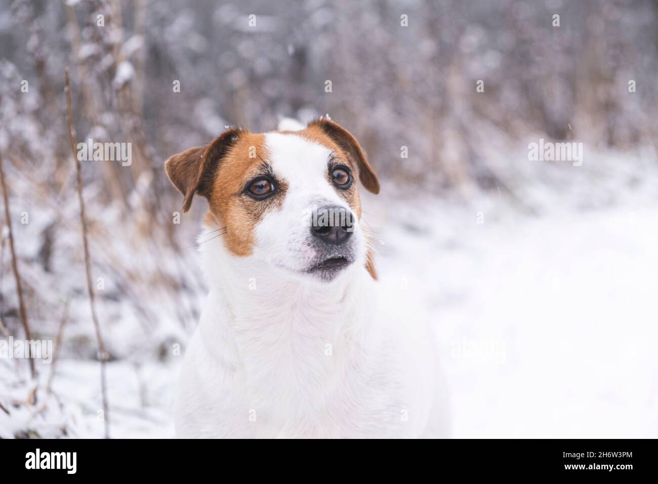 Jack russell terrier dog head hi-res stock photography and images - Alamy