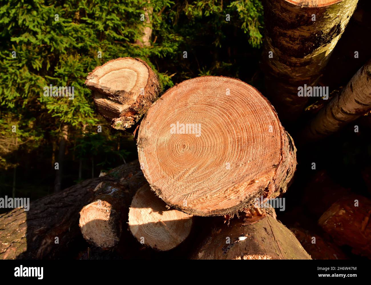 Piled pine tree logs in forest. Stacks of cut wood. Wood logs, timber ...