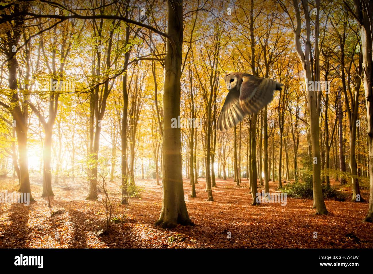 Barn owl at sunrise flying through beautiful autumn woodland with beech ...