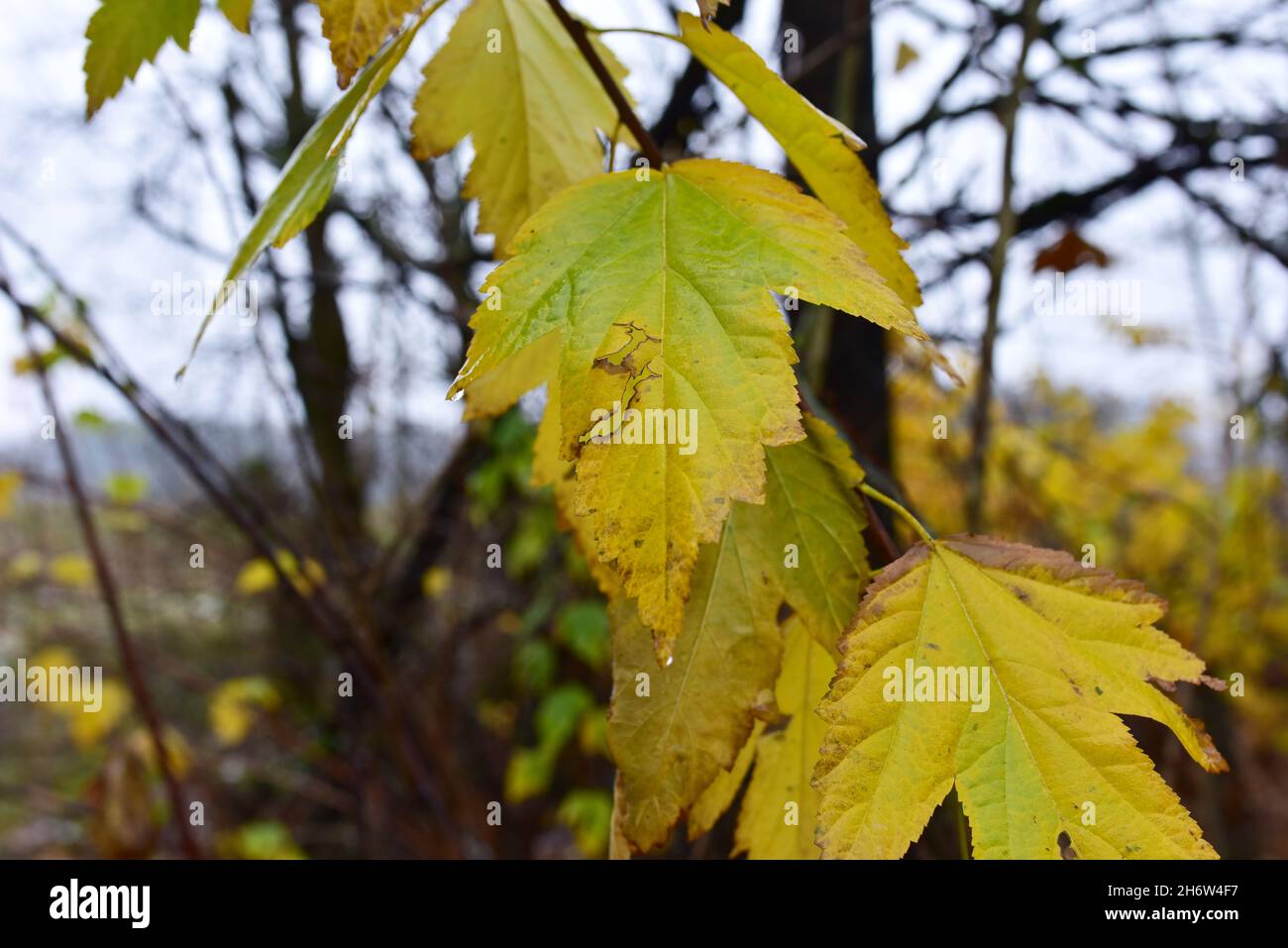 Wet leaves after rain hanging on a tree branch in the forest. The ...