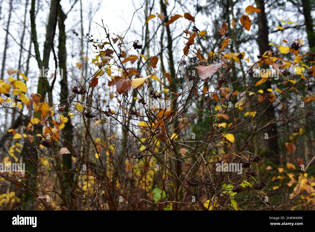 Wet leaves after rain hanging on a tree branch in the forest. The ...