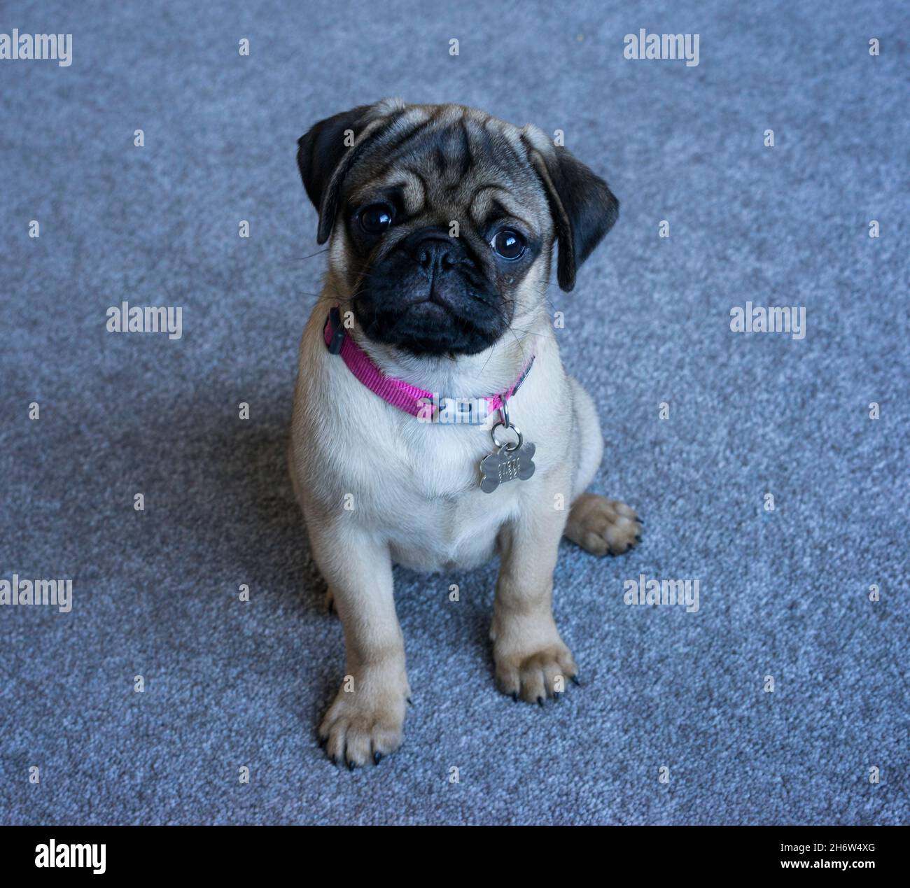 Dog glossy coat hi-res stock photography and images - Alamy