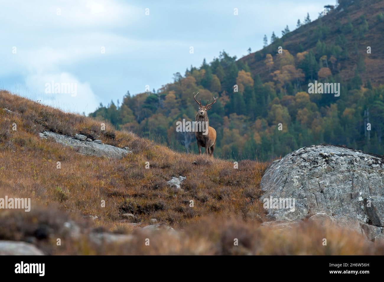Highland stags hi-res stock photography and images - Alamy