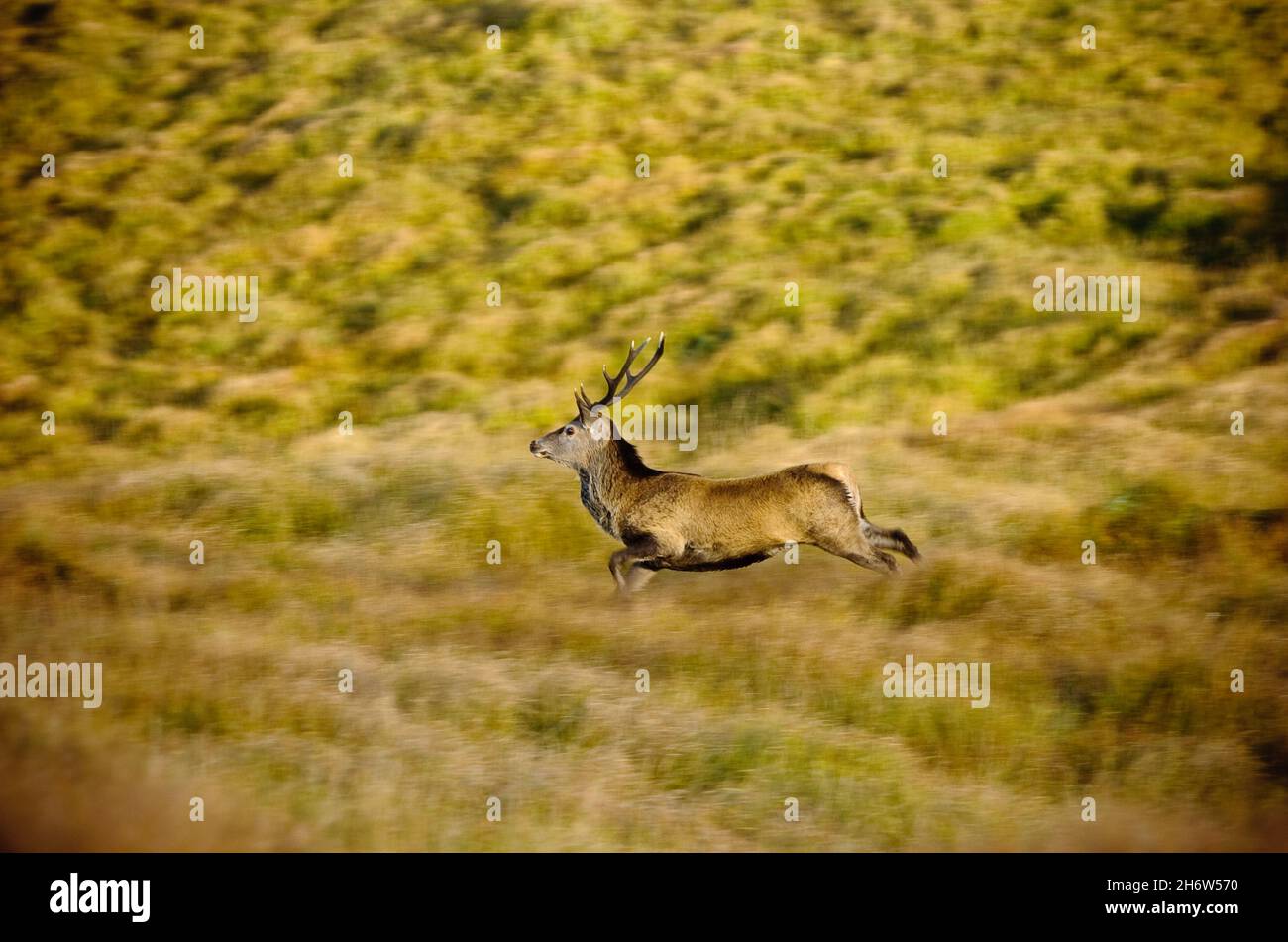 Scottish Red Stag on the run Stock Photo - Alamy