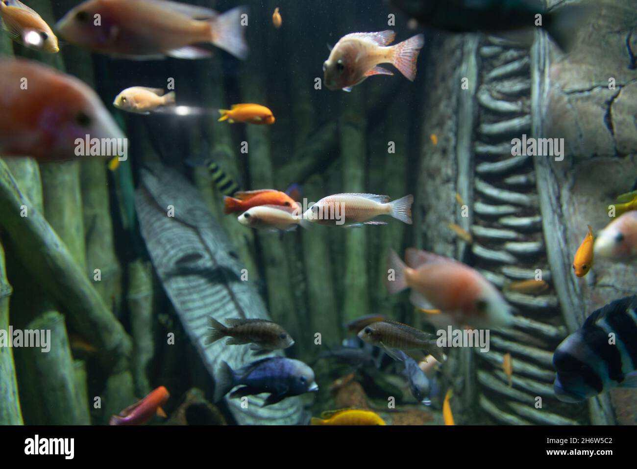 Many small goldfish swim hi-res stock photography and images - Alamy