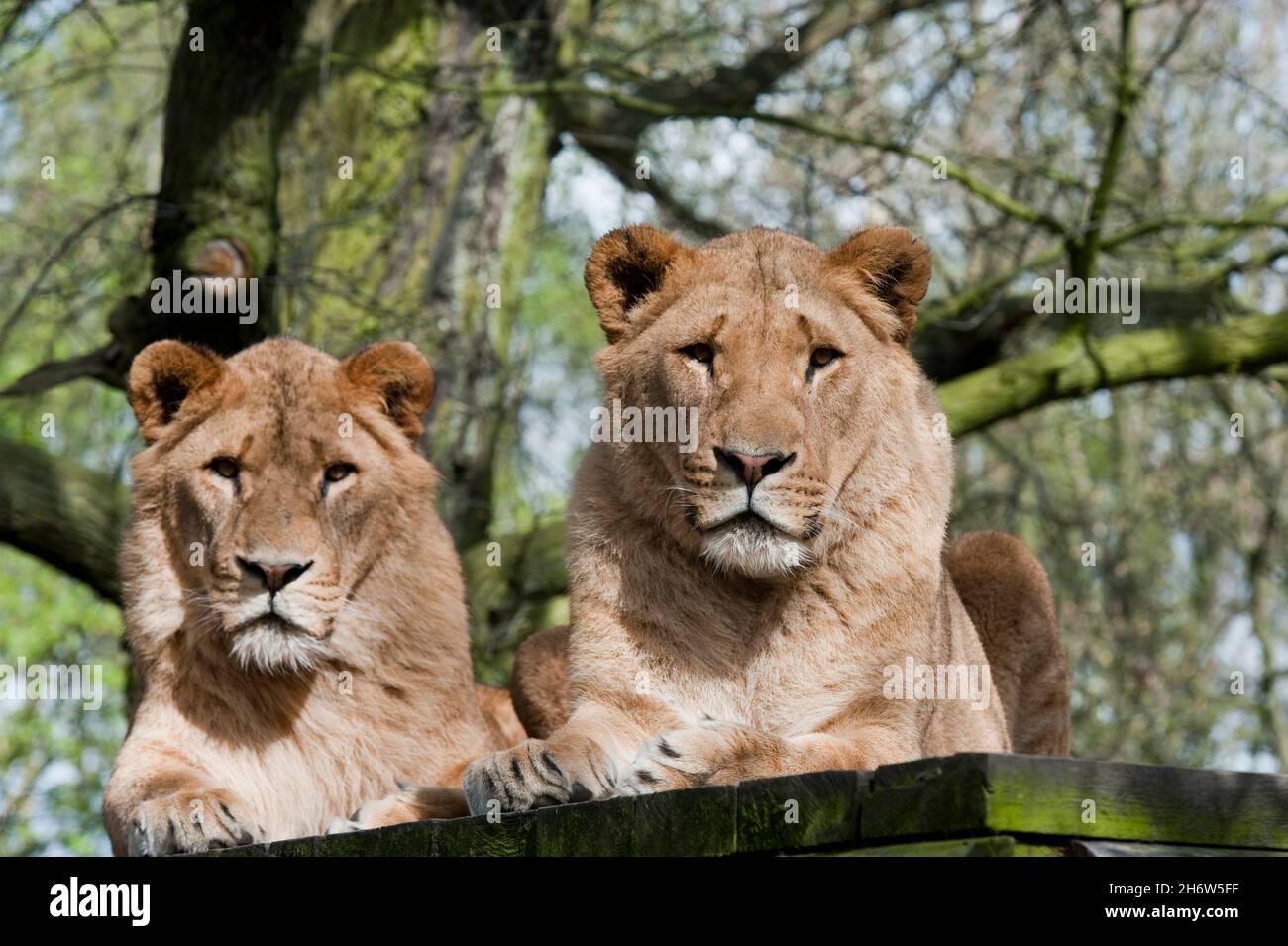 Lion King..Lioness in relaxed mood Stock Photo - Alamy