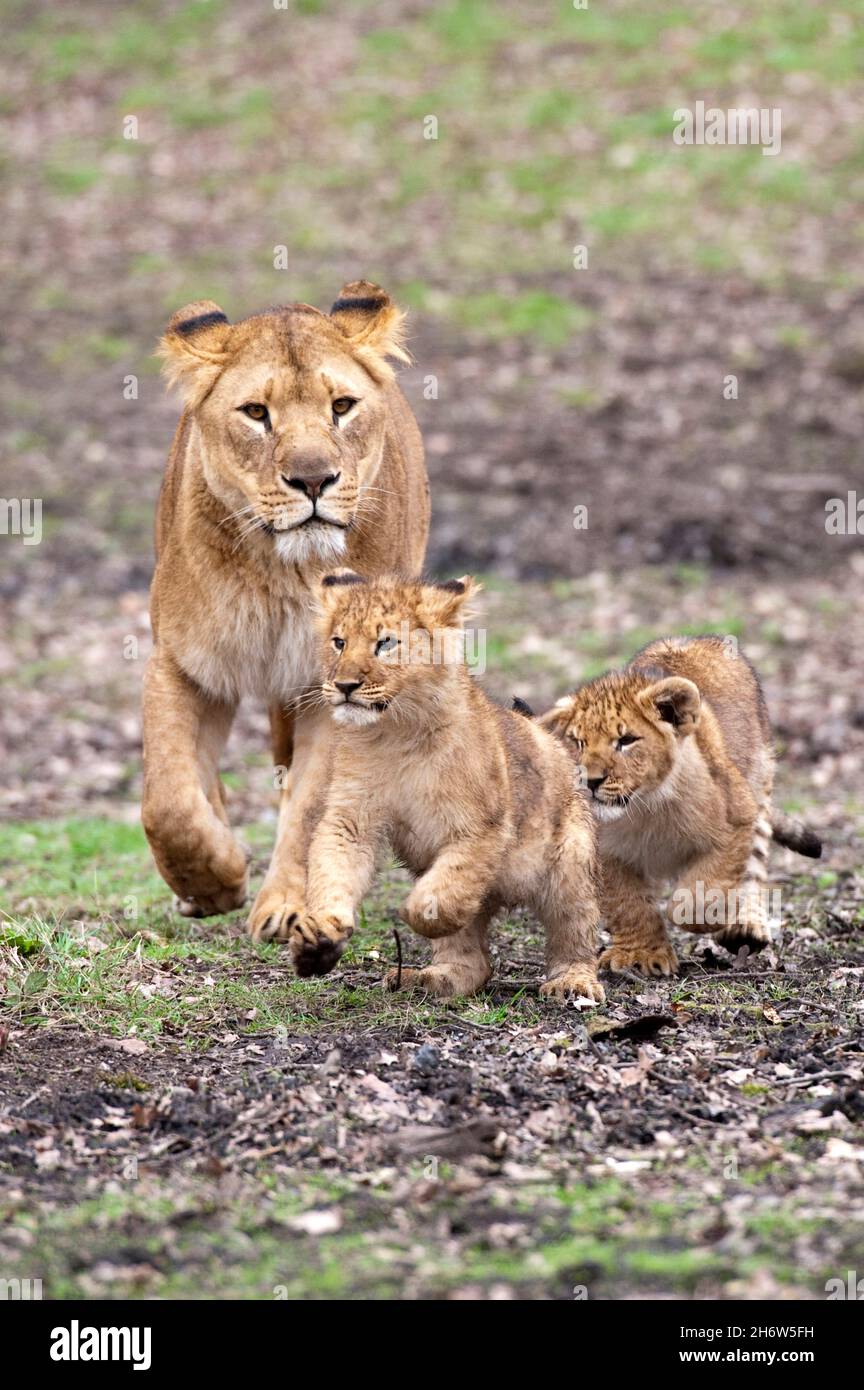 Lion King..Lioness and cubs in playful mood Stock Photo - Alamy