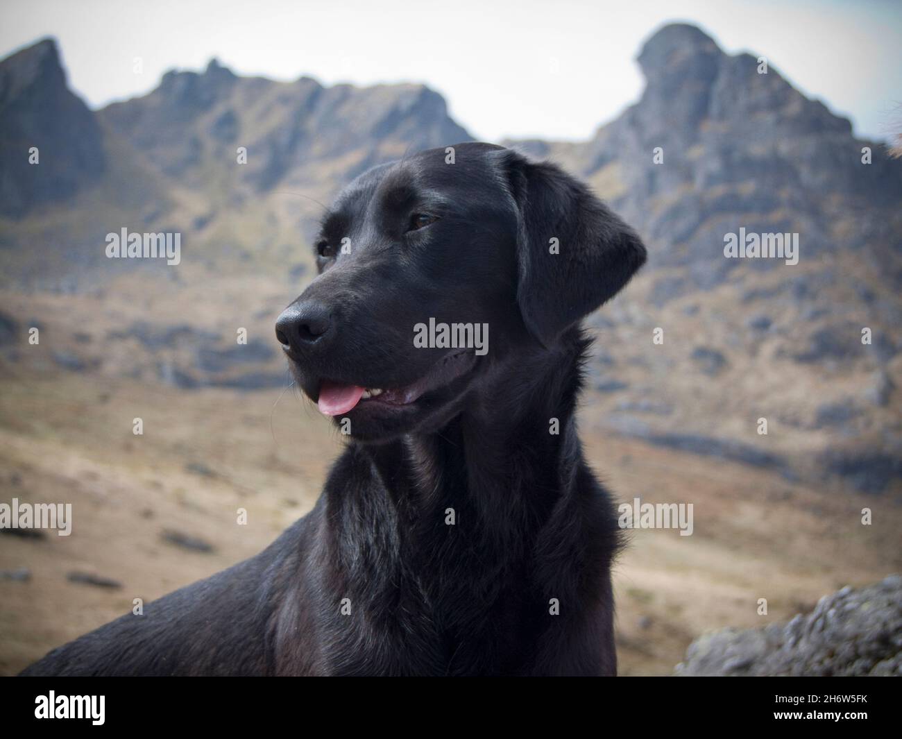 Black labrador dog in the great Scottish Outdoors framed in front of ...