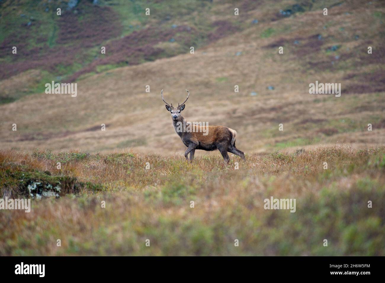 Highland stags hi-res stock photography and images - Alamy