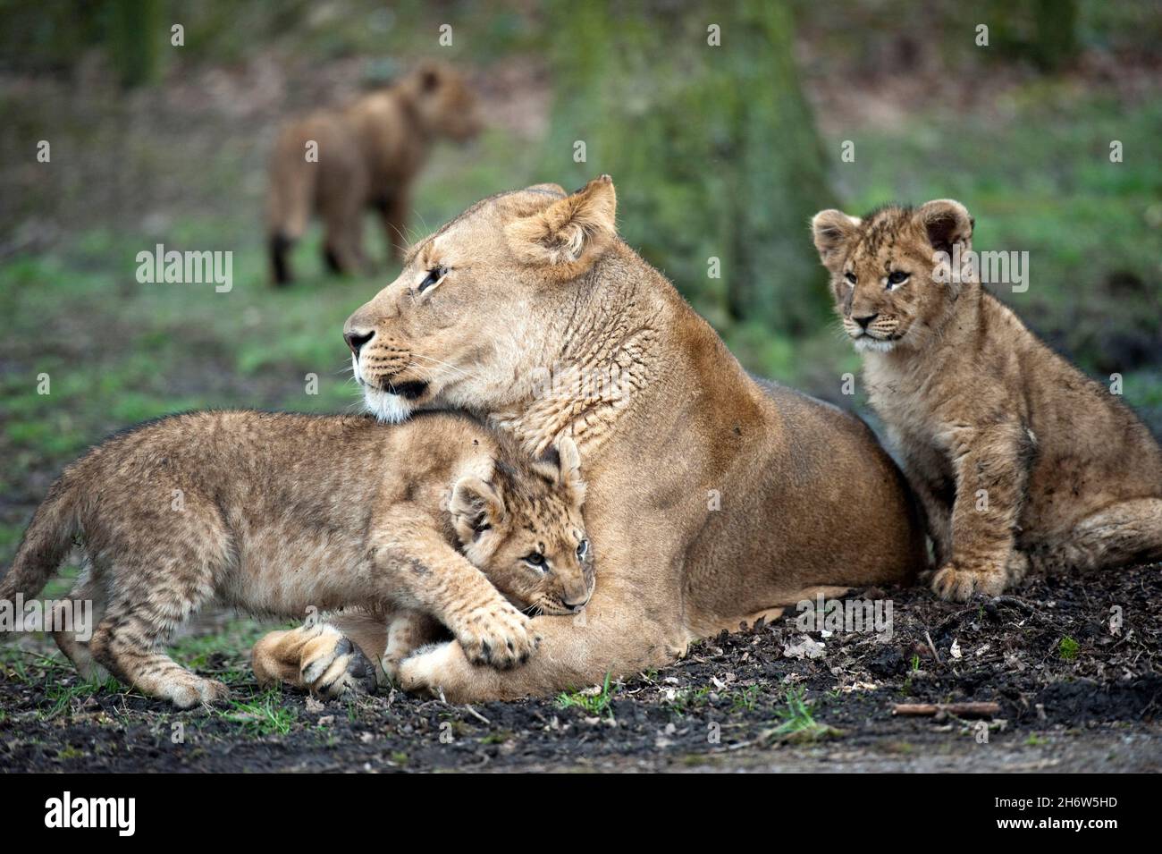 Lion King..Lioness and cubs in relaxed mood Stock Photo - Alamy