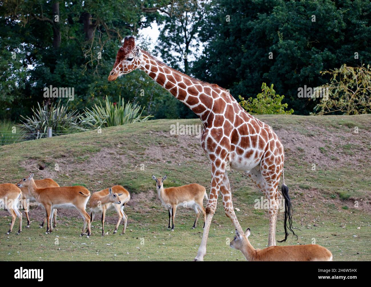 Giraffe hoof hi-res stock photography and images - Alamy