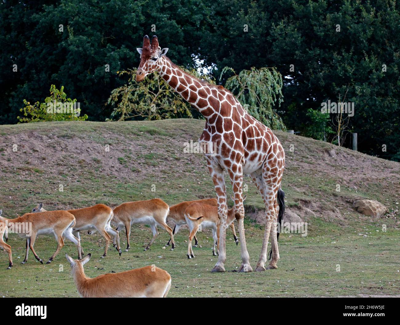 African giraffe picture hi-res stock photography and images - Alamy