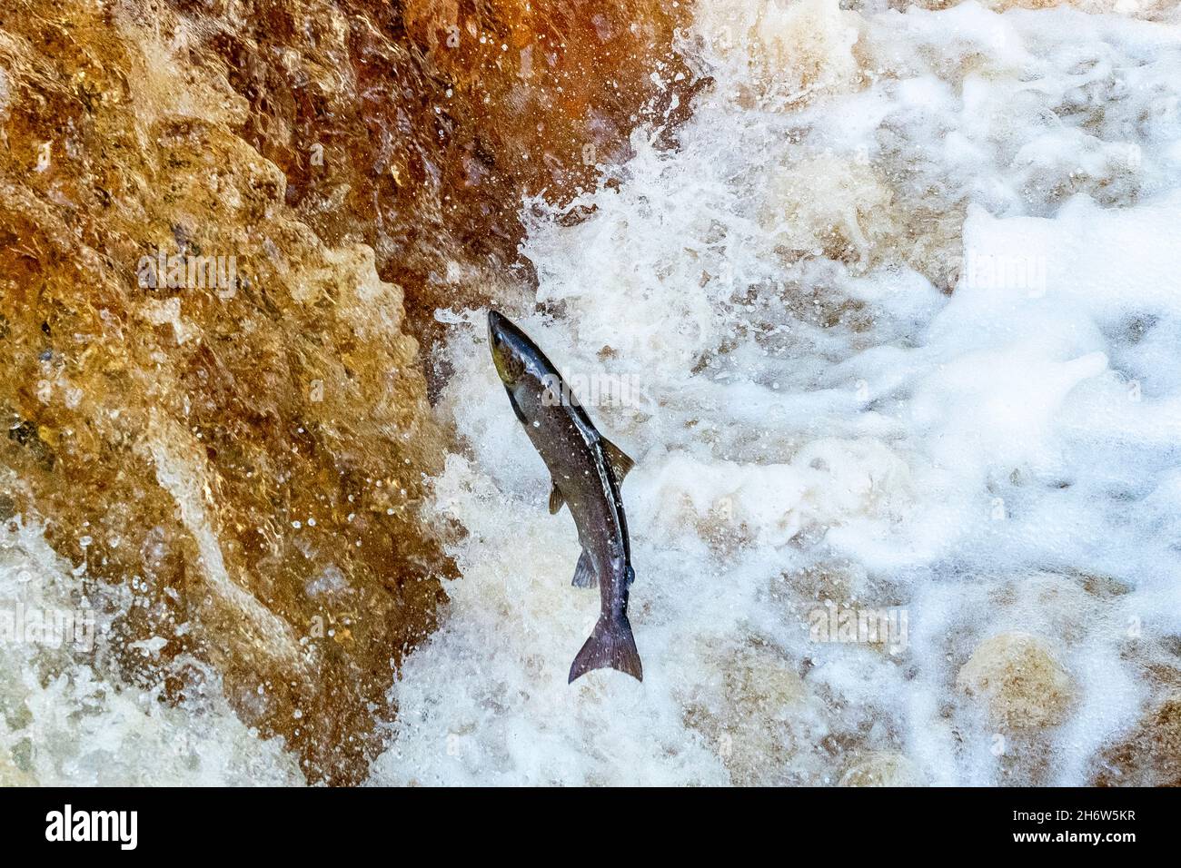 Migrating Salmon leap doing battle with the waterfalls at Stainforth ...