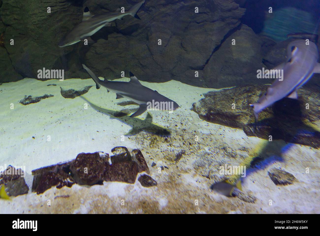 three sharks on the seabed hunting fish Stock Photo - Alamy