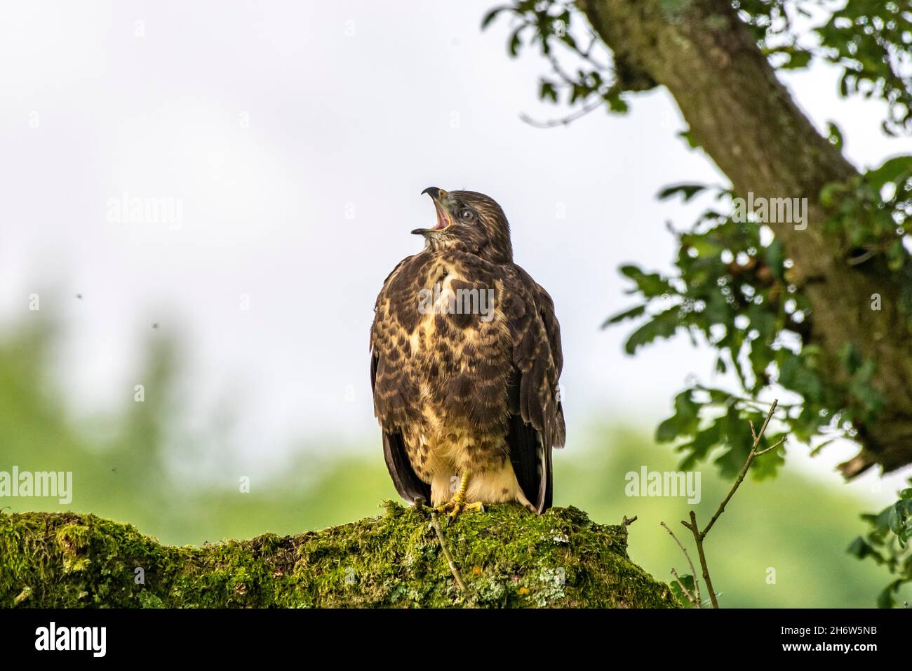 Young Buzzard chick leaves the nest and perches lower down in a tree ...