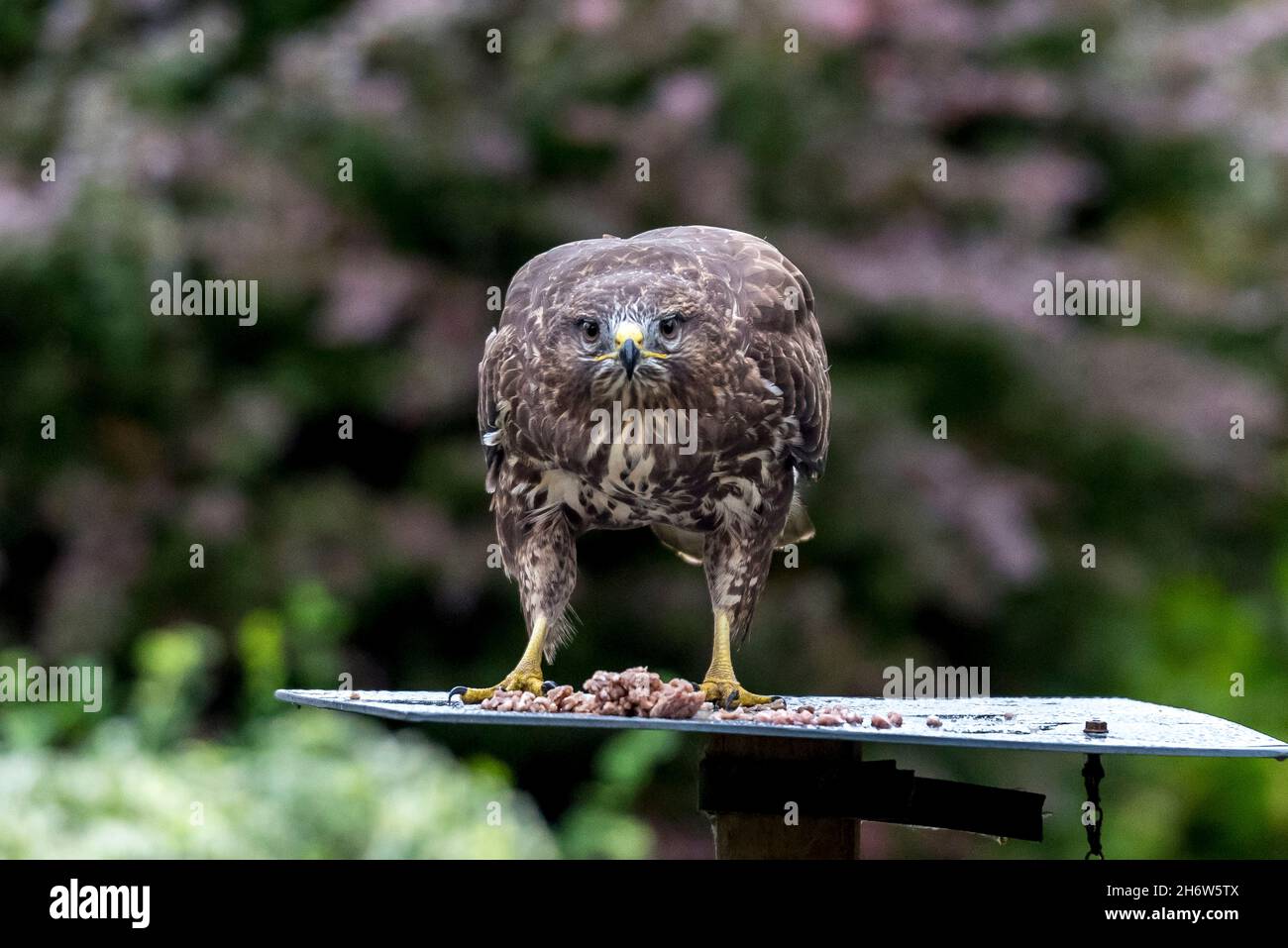 Young Buzzard chick leaves the nest and perches lower down in a tree ...