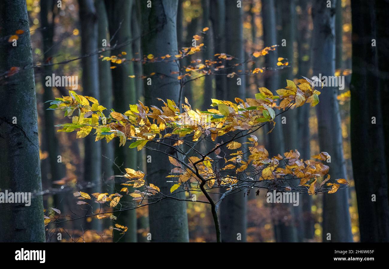 Deciduous Beech trees in Sherwood Forest, Nottinghamshire, England, UK ...