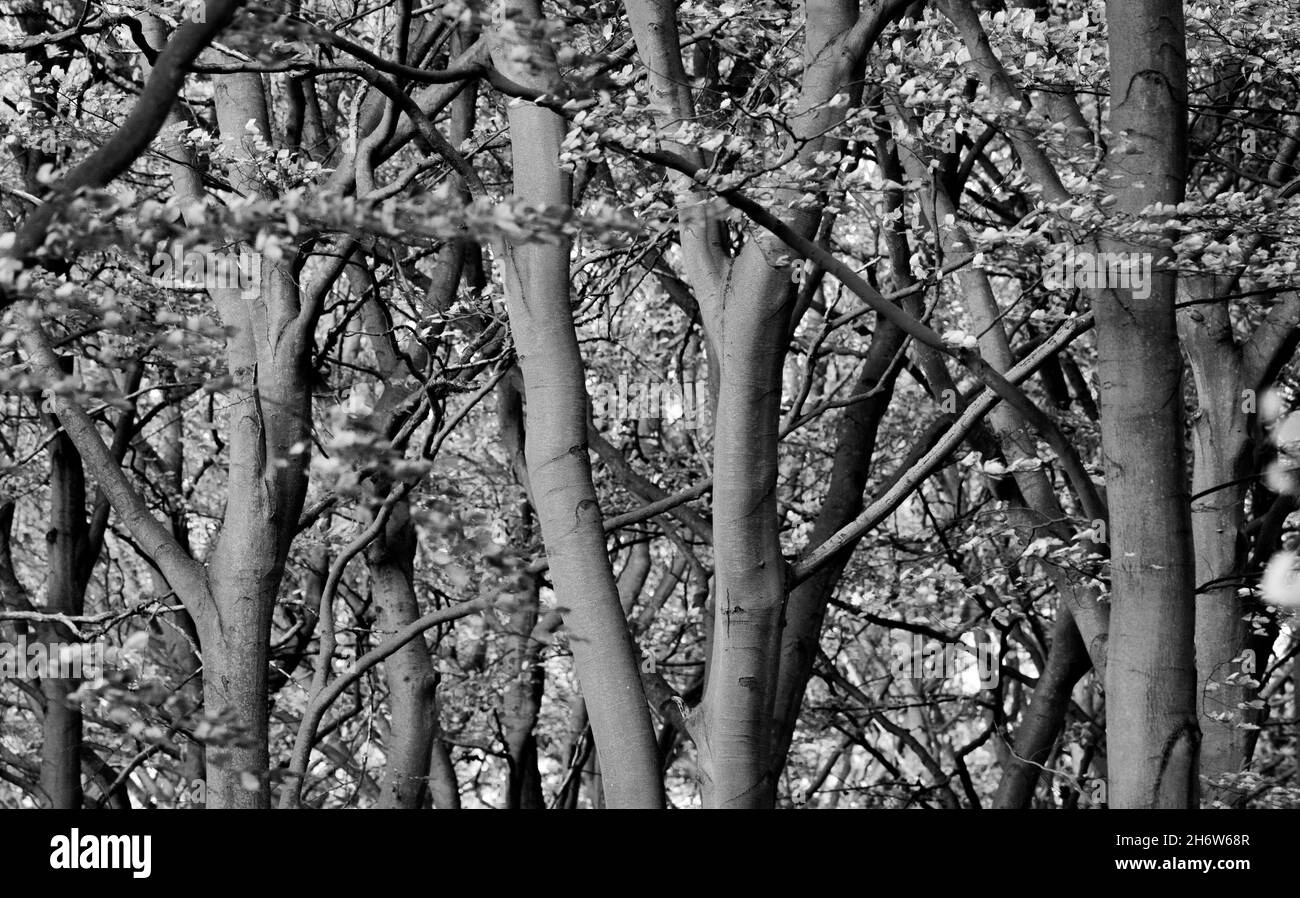 Beech tree fagus sylvatica forest Black and White Stock Photos & Images ...