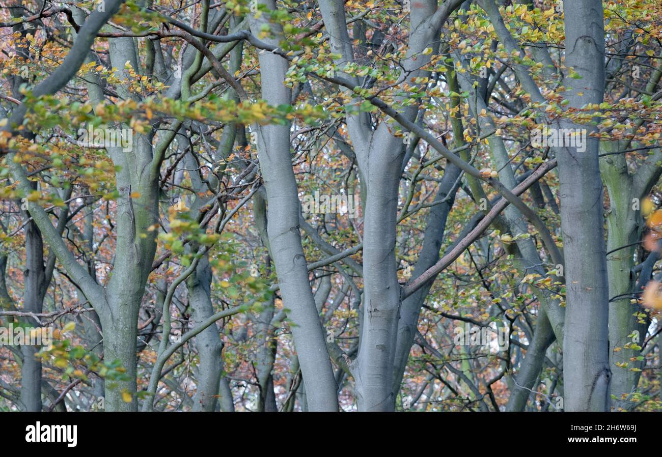 Deciduous Beech trees in Sherwood Forest, Nottinghamshire, England, UK ...